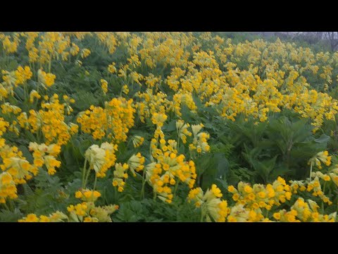 Hər Vaxtiniz Xeyr Olsun Dostlar