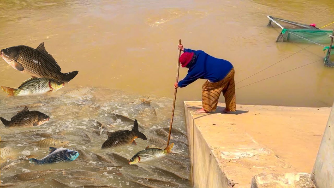 Fisherman Cast Net Fishing Real Life Amazing Fishing At Countryside ...