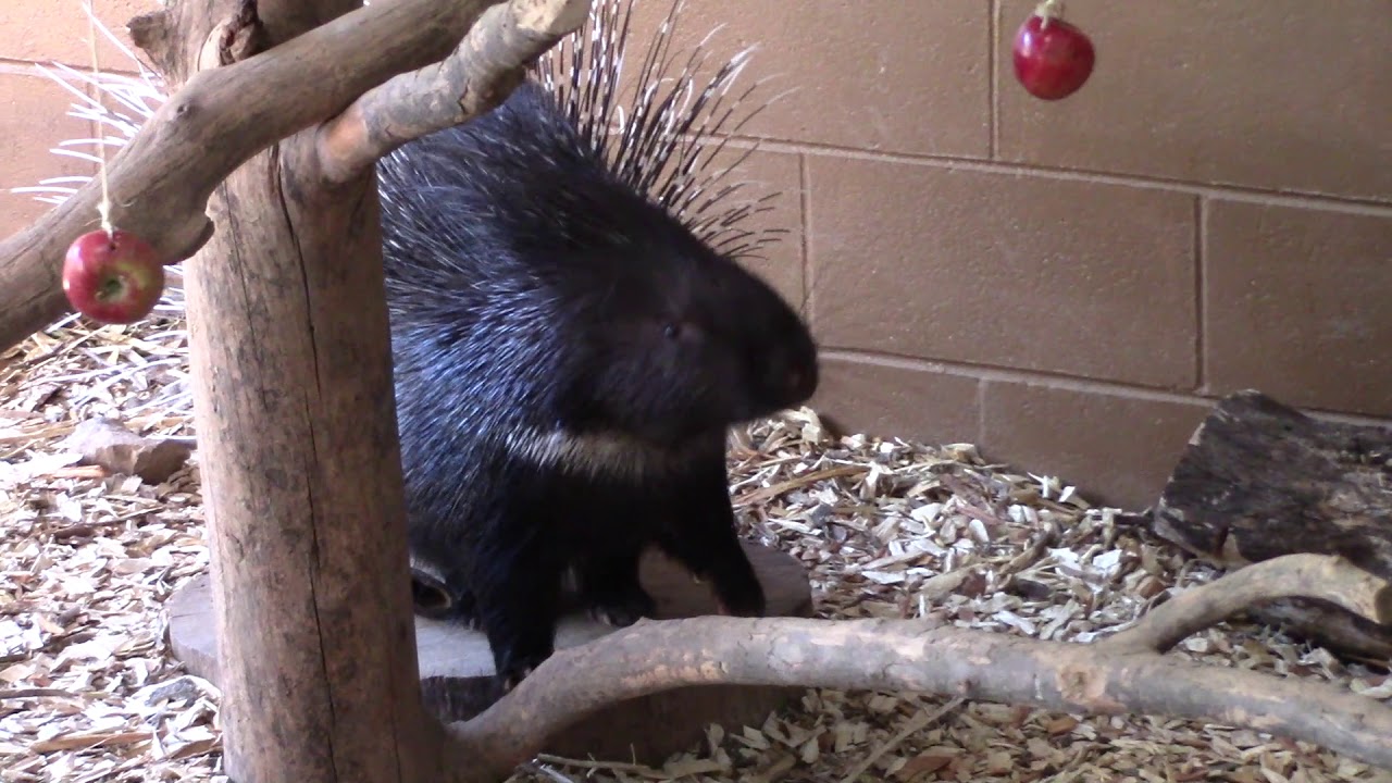 Ichi, the Indian Crested Porcupine - YouTube