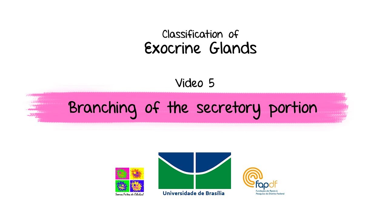 5. Exocrine Glands: Branching of the Secretory Portion - YouTube