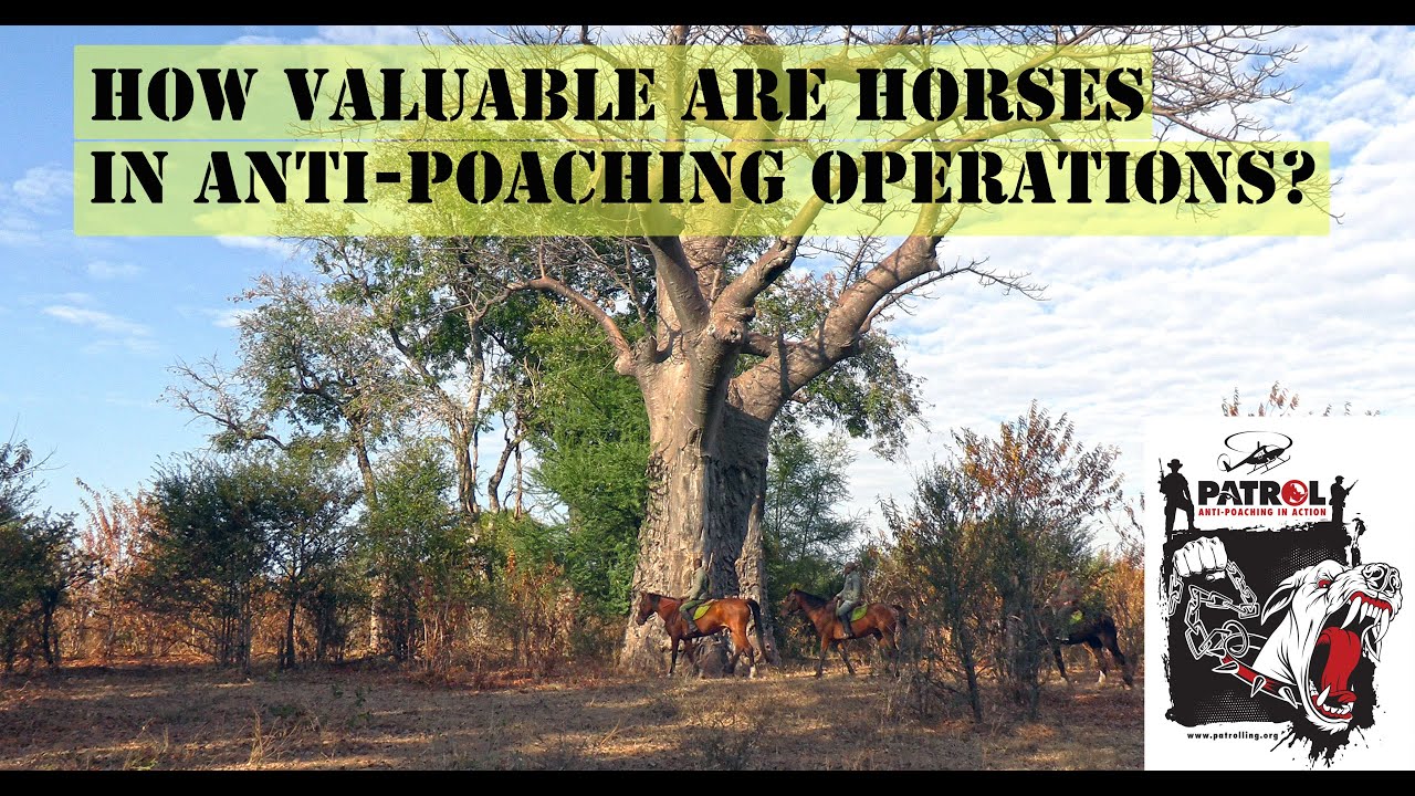 How Valuable Are Horses in Anti-Poaching Operations? - YouTube