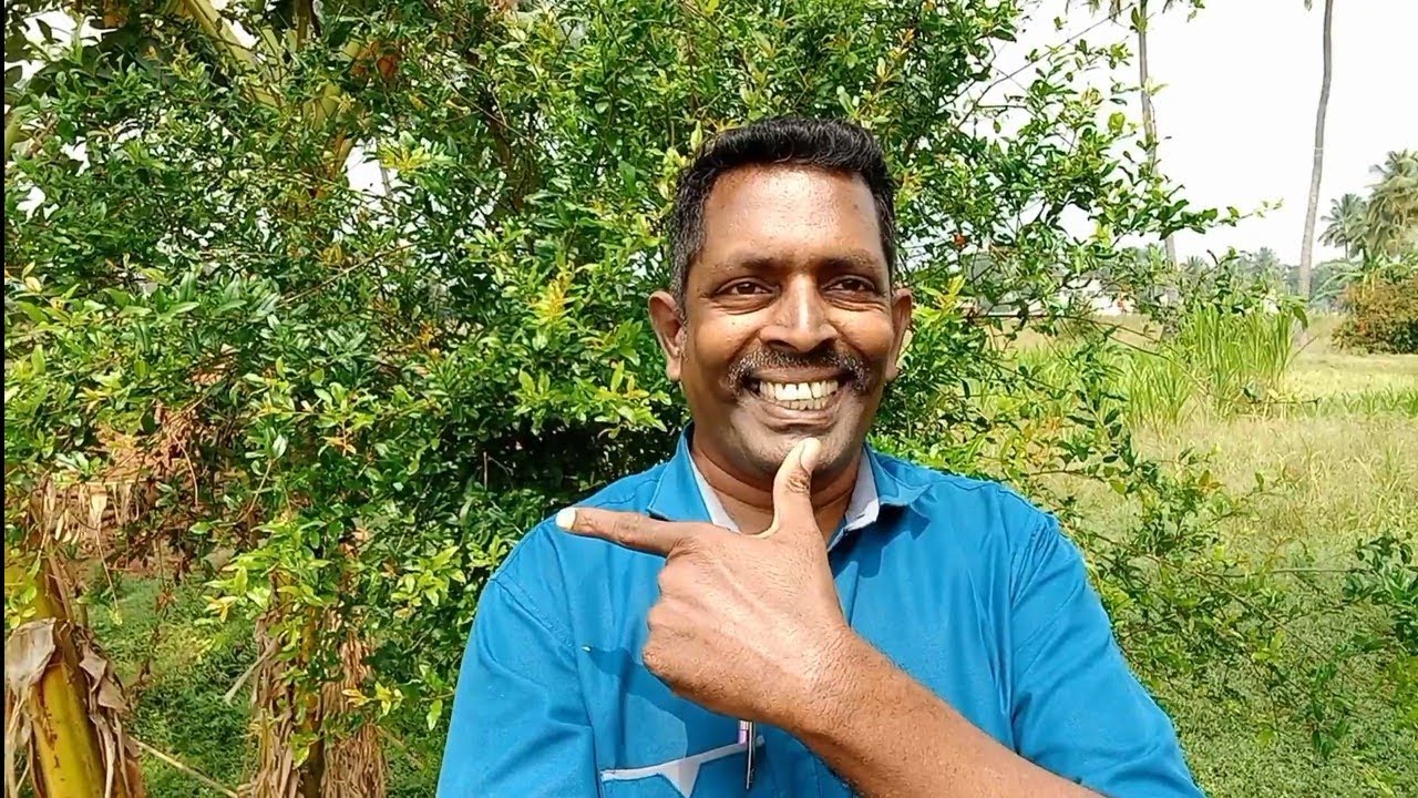 மாதுளை பழம் மரம் பார்க்கலாம் | Mathulaipalam Tree - YouTube