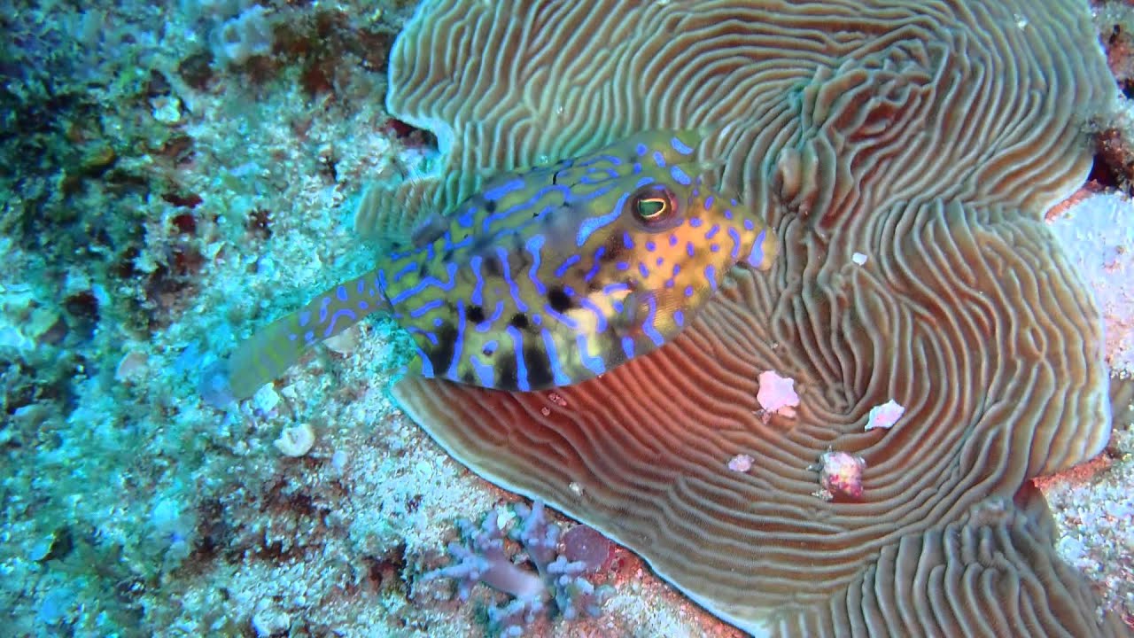 Diving Madagascar Nosy Be 08/15 - YouTube