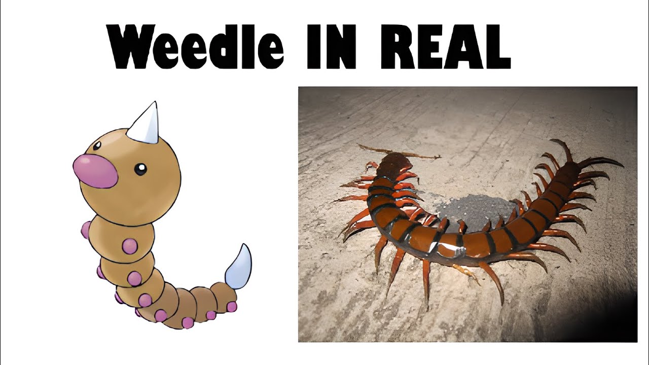 POKEMONS IN REAL LIFE! Bulbasaur, Charmander, Caterpie! - YouTube