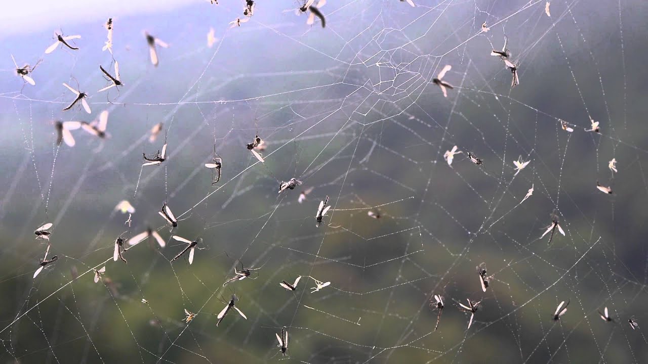Flies trapped in web tilt down - YouTube