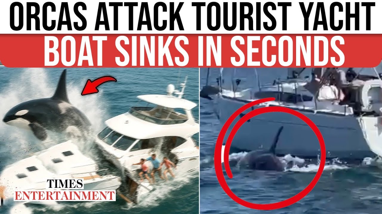 Orcas Gone WILD: Killer Whales Gang Up and Sink Tourist Yacht Off ...