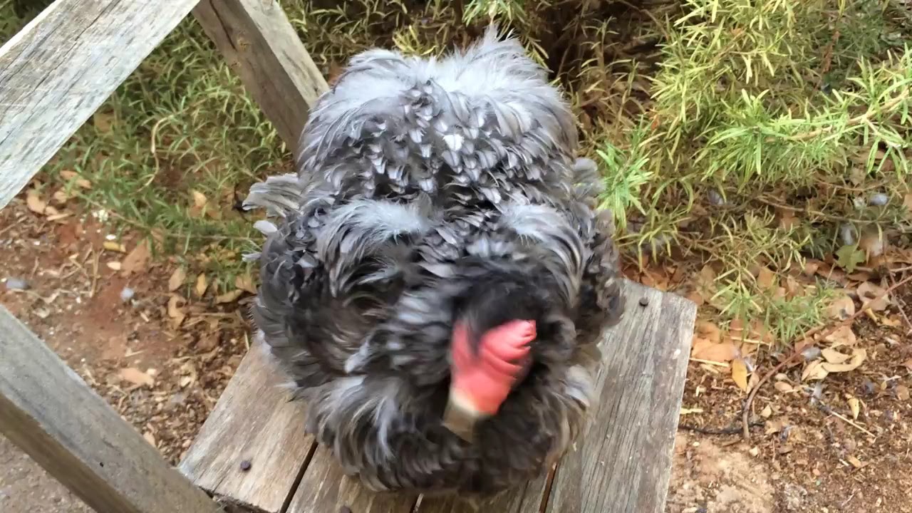GALLINA PEKIN RIZADA CON 6 MESES COLOR AZUL - YouTube