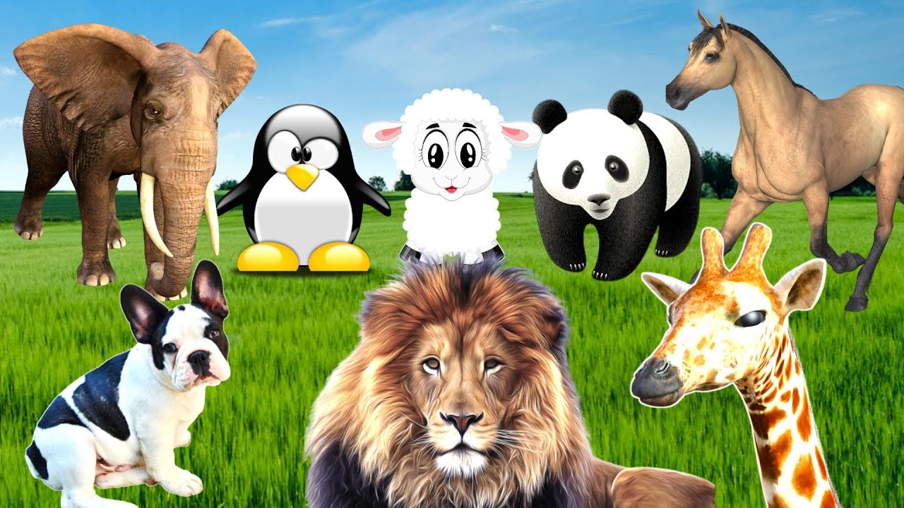 CUTE ANIMAL SOUNDS - CAT, DUCK, DOG, KIWI, CHICKEN | ANIMAL MOMENT ...