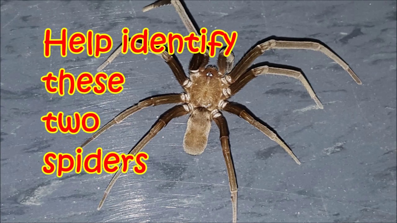 Help Identify These Spiders 🕷🕸🕷🕸🕷 - YouTube