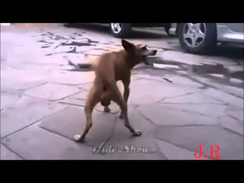 CACHORRA DANÇANDO FUNK 2016