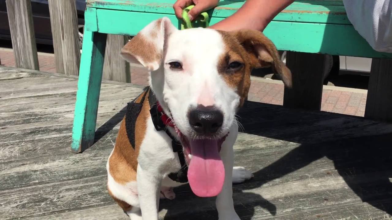 JAX For Adoption At Ruff House Rescue New York - YouTube