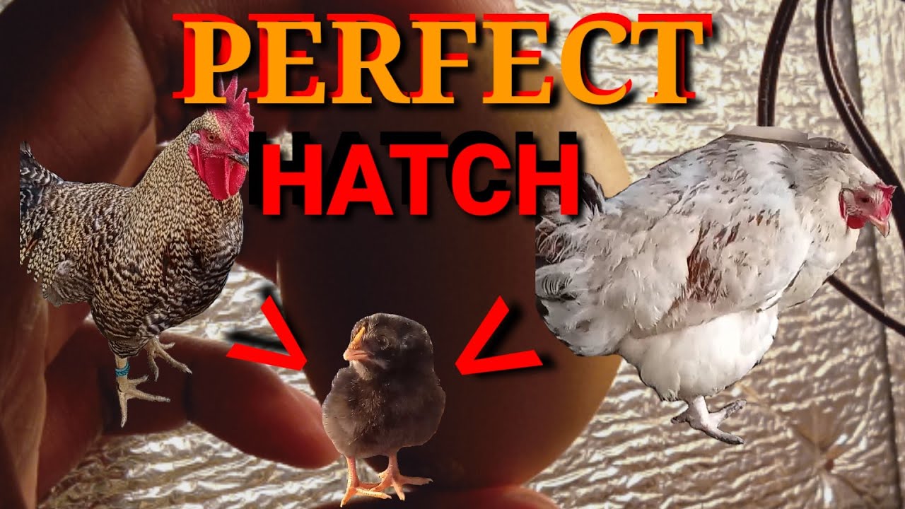 Perfect hatch - YouTube