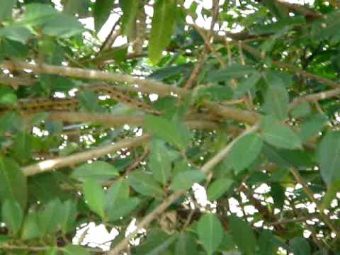 HABU SNAKE...HUGE - YouTube