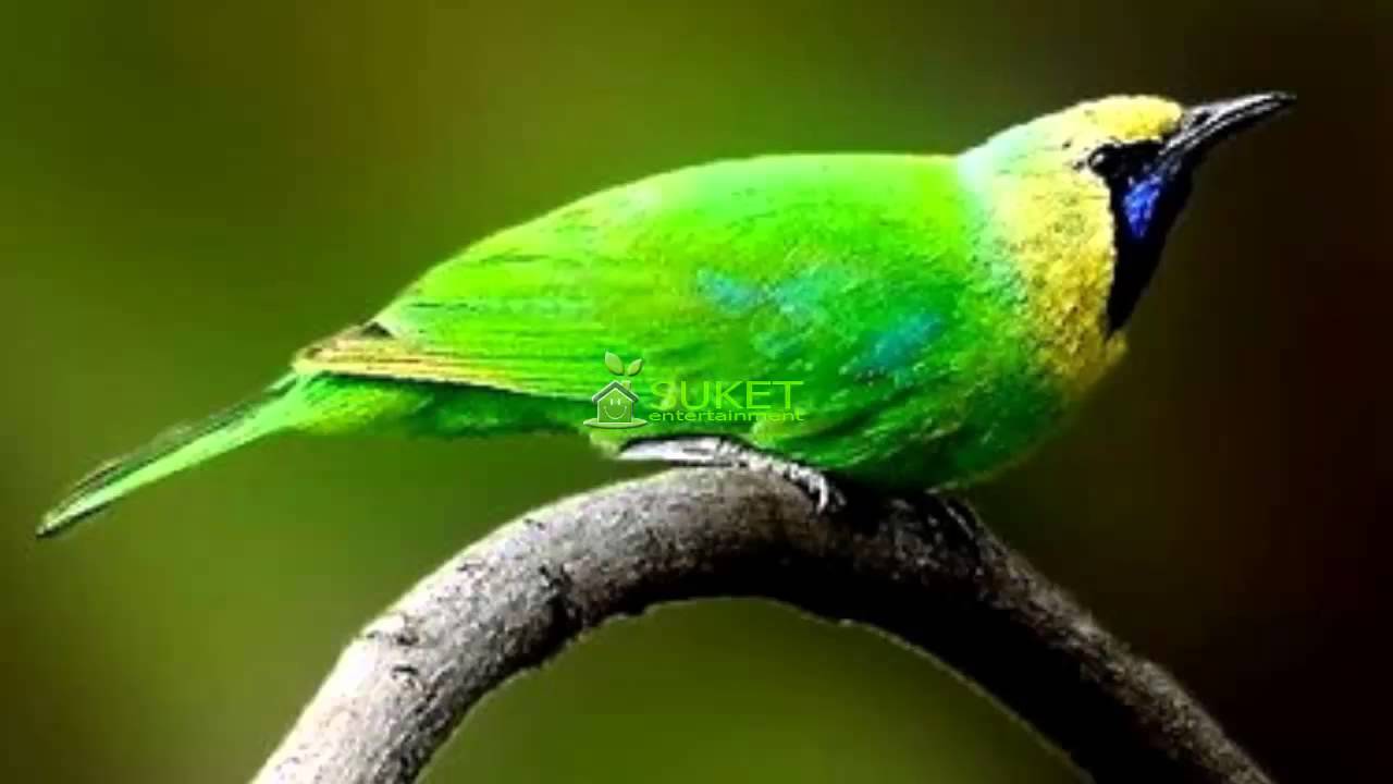 Suara Burung Cucak Rante Masteran Variasi - YouTube
