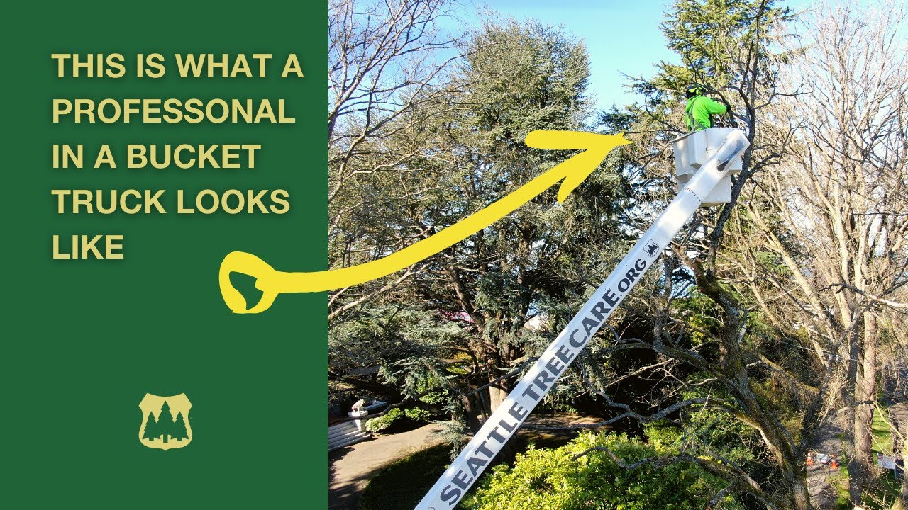 Seattle Arborist Trims American Elm Trees in Bucket Truck - YouTube