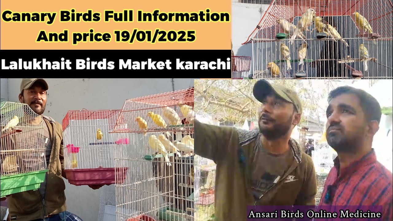 Canary Birds full information and price | karachi lalukhait Birds ...