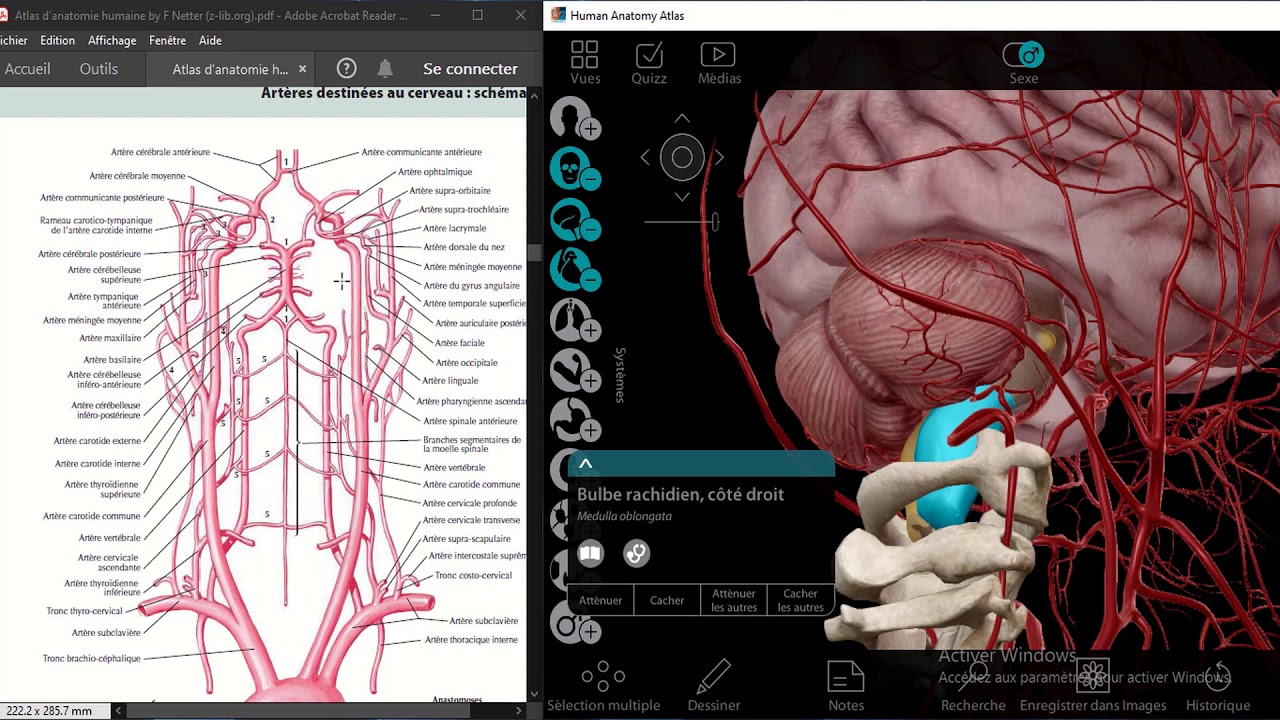 Vascularisation artérielle de système nerveux 1/2 - YouTube