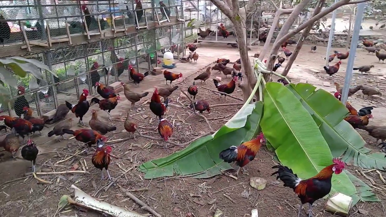 Bán gà rừng giống, gà rừng cảnh, gà rừng mồi, gà rừng thương phẩm tại ...