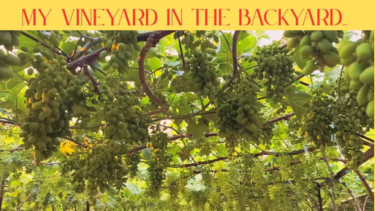 My vineyard in the backyard - YouTube