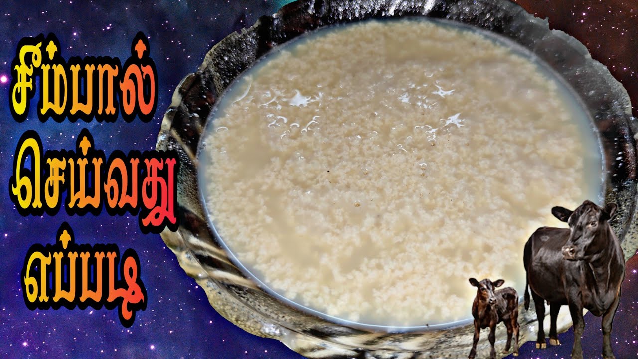 Seem Paal Recipe ( Colostrum Milk ) in Tamil | சீம்பால் செய்வது எப்படி ...