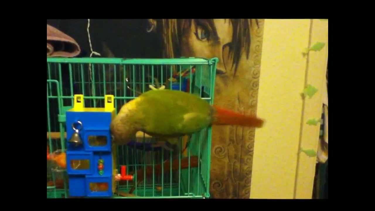 derpy bird and derpy me - YouTube