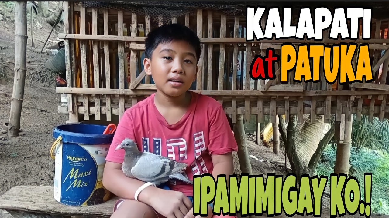 KALAPATI AT PATUKA IPAMIMIGAY KO 😲😲 INAKAY KULAY ABO🤣 #kalapati #pigeon ...