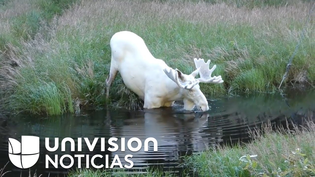 El rarísimo ejemplar de alce blanco captado en Suecia cuando se daba un ...