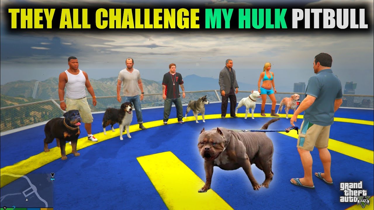 Gta 5 : They All Challenge My HULK Super PITBULL DOG in Gta 5 ...
