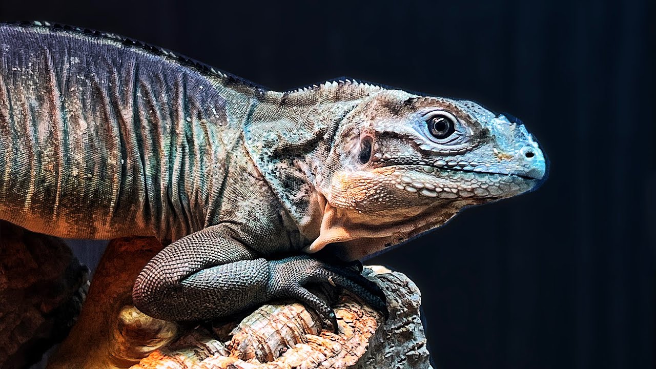 RARE REPTILES - 44 SETUPS - FULL TOUR!! 🦎 - YouTube