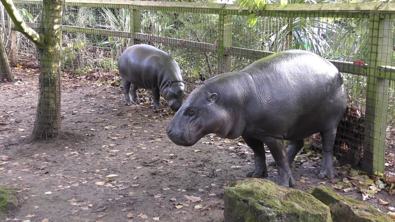 Pygmy Hippopotamuses, Bristol Zoo (18th December 2017) - YouTube