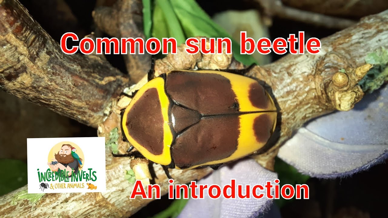 Common sun beetle. An introduction #sunbeetle #flowerbeetle # ...