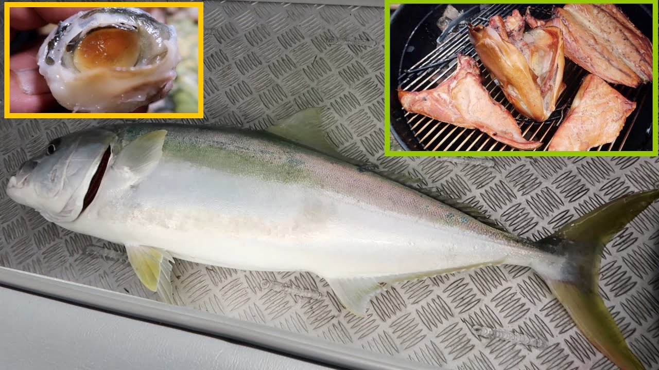 KINGFISH & Kahawai Catch & Cook | Weber SMOKED & Eat The EYES! - YouTube