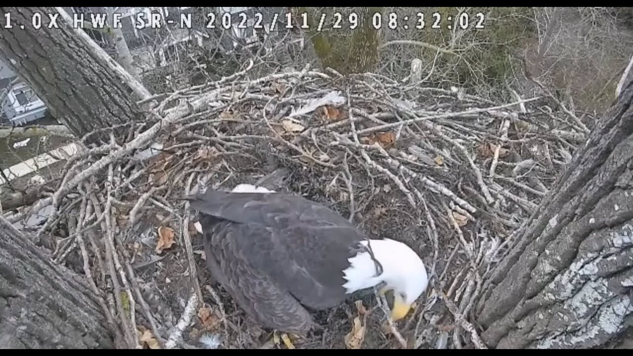 Surrey Reserve featuring Surrey Female - Oh that wonky stick - 11-29-22 ...