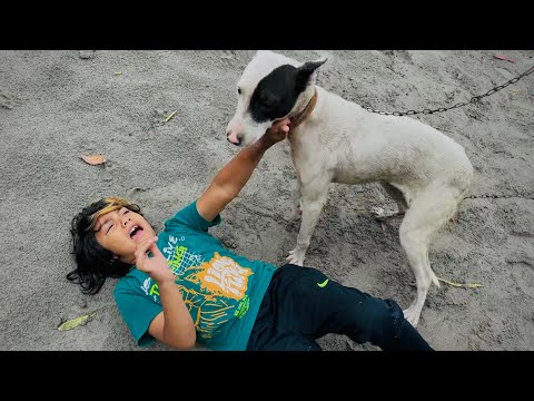 Khatarnak Bull Dog ka Ali pr Attack 😳 || Bht barish howi aj