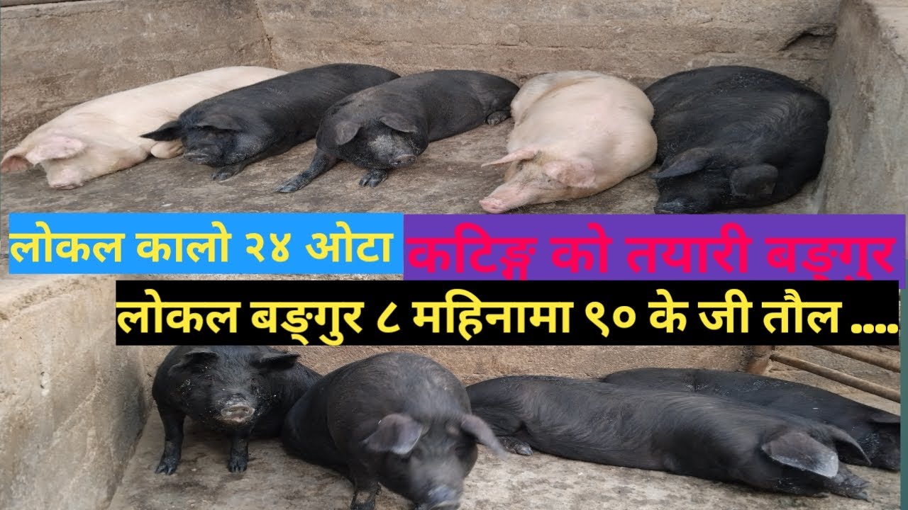 लोकल बङ्गुर ८ महिनामा ९० किलो तौल। pig farming in Nepal. Bangur palan ...