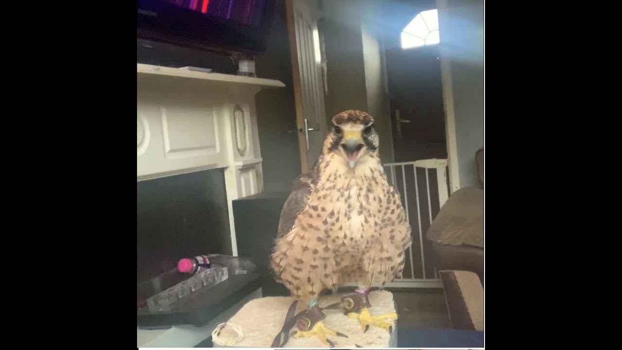 Falconry: daily routine with my lanner falcon - YouTube