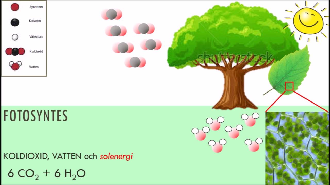 Fotosyntes - YouTube