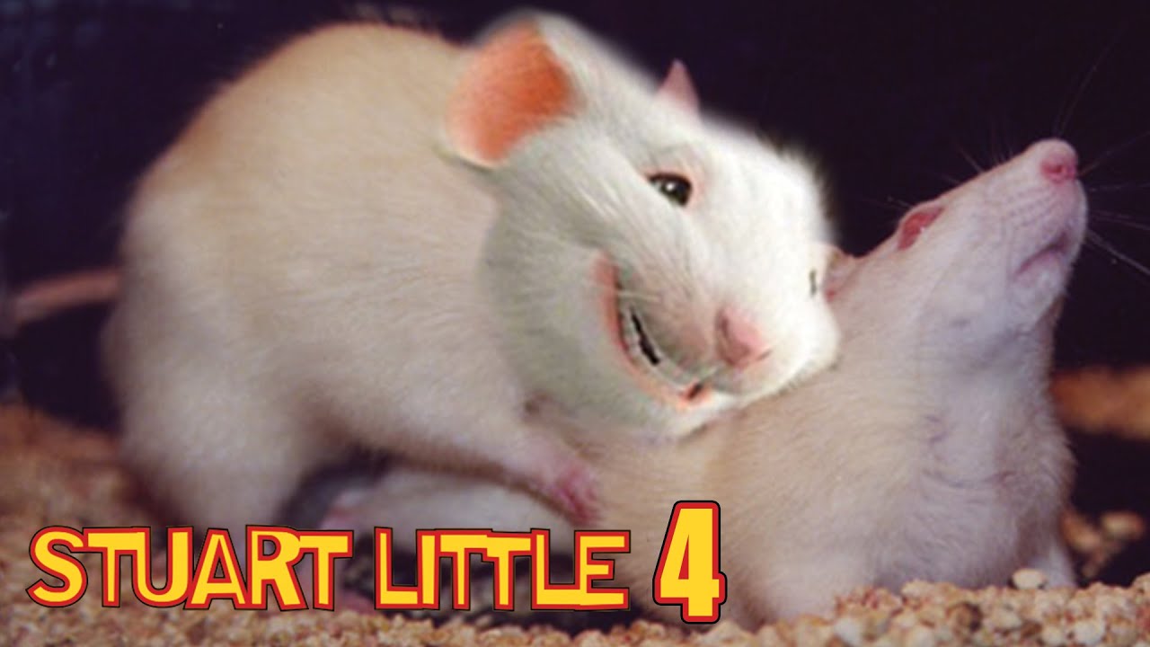Chris in UCLA : Stuart Little 4 - YouTube
