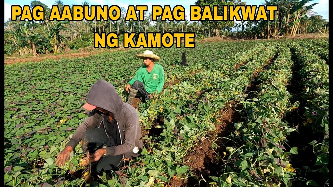 PAG abuno sa palamanin na kamote - YouTube