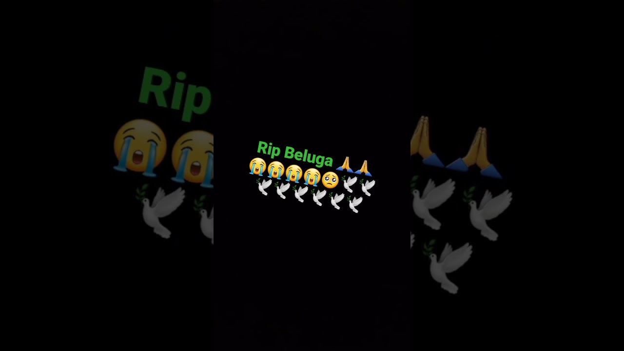 Rip Beluga cat @Beluga1 #Belugarip #Beluga #belugacat - YouTube