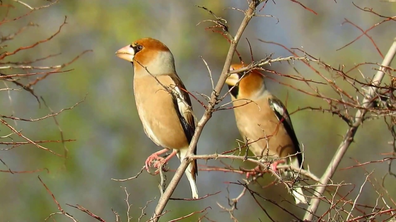 Batokljun , Coccothrautes , Hawfinch -- Birds of Croatia - YouTube
