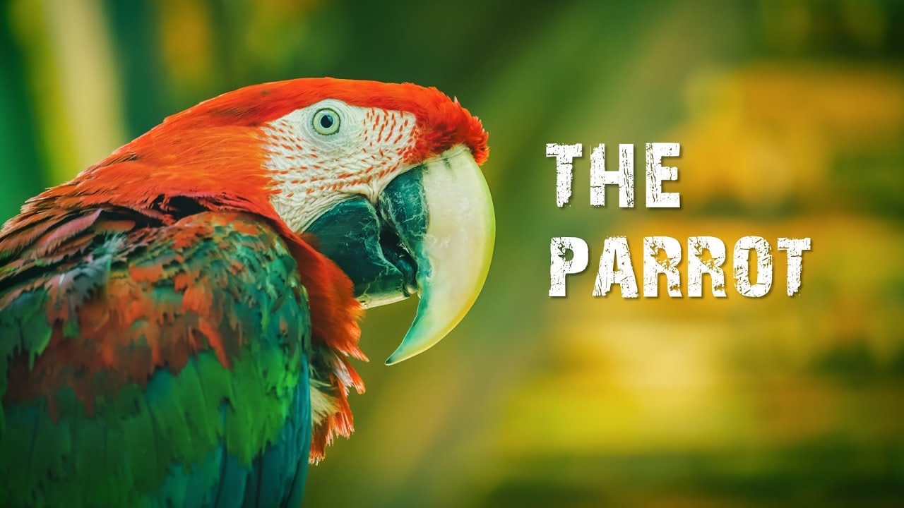 What makes a parrot a parrot? - YouTube