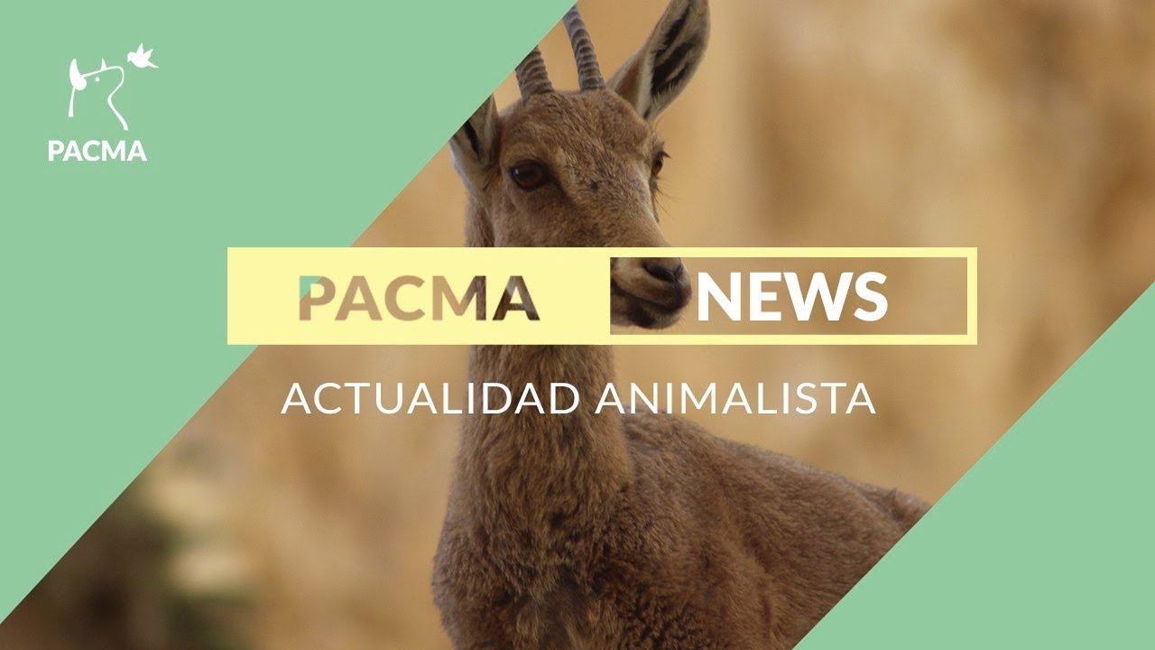 PACMA se moviliza el #8M | PACMA NEWS - 10/03/19 - YouTube