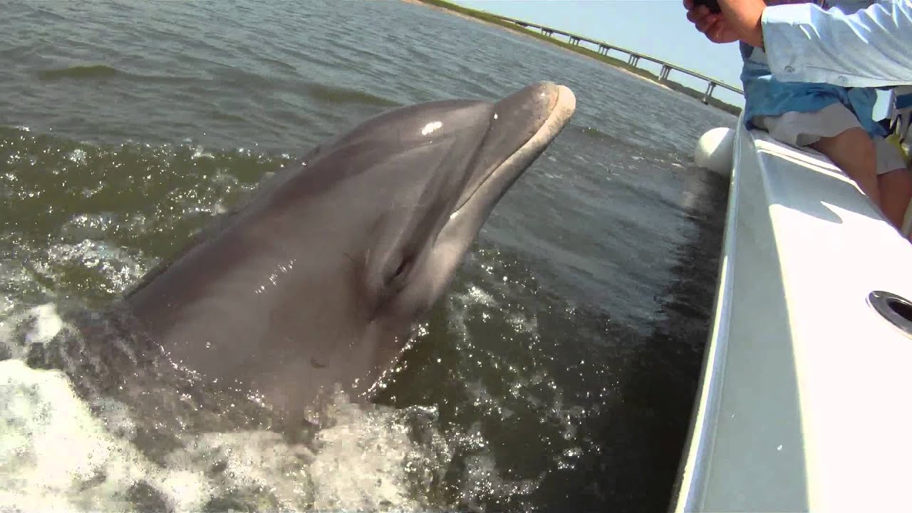 Friendly Dolphins - YouTube