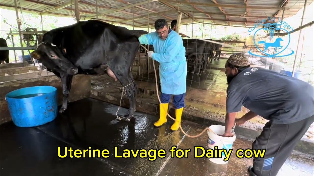How to do Uterine Lavage for dairy cow treated by Dr Saddam - YouTube