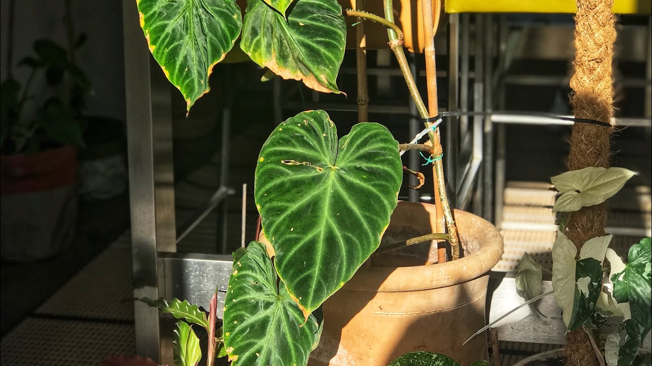 4 rare aroids of my plant collection 🌱💚🌿🥰 - YouTube