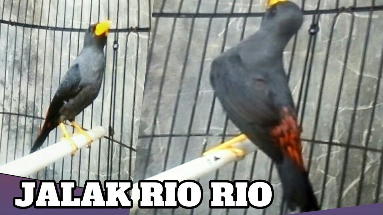 JALAK RIO RIO BURUNG CANTIK - YouTube
