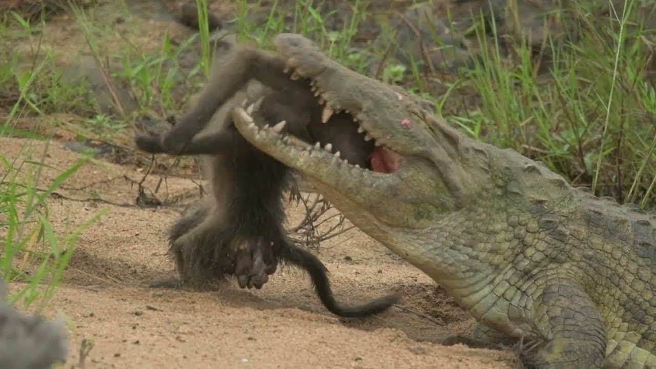 Impressionante ataque de Crocodilo a Babuíno - YouTube