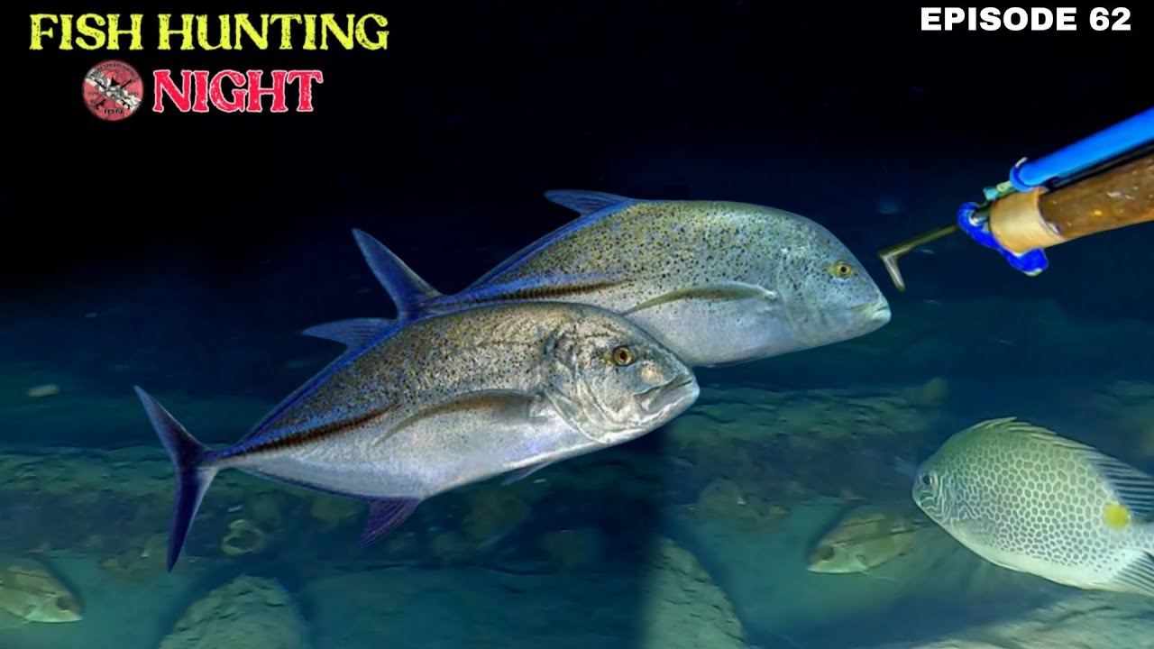 NIGHT SPEARFISHING EPISODE 62 | FISH HUNTING NIGHT - YouTube