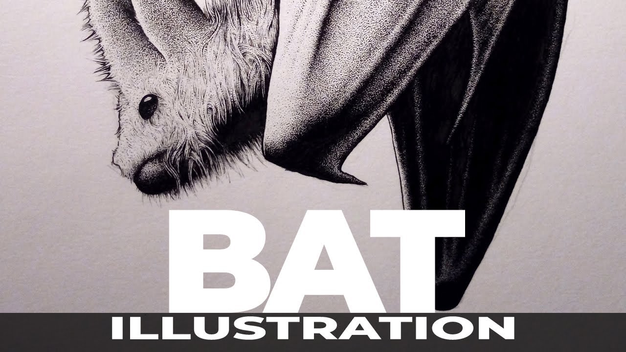 Bat Illustration | Pen & Ink Time Lapse - YouTube